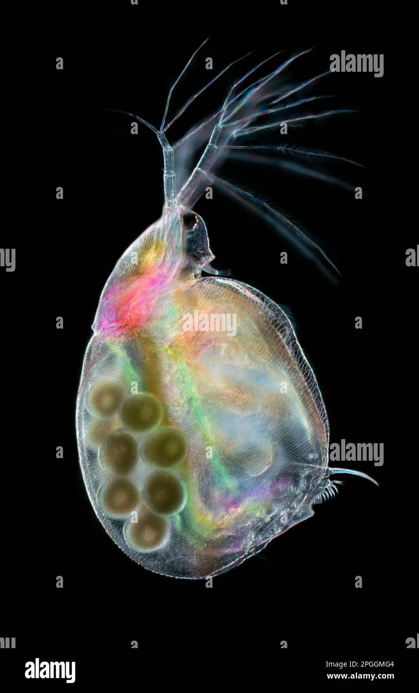 Water flea, light micrograph Stock Photo - Alamy