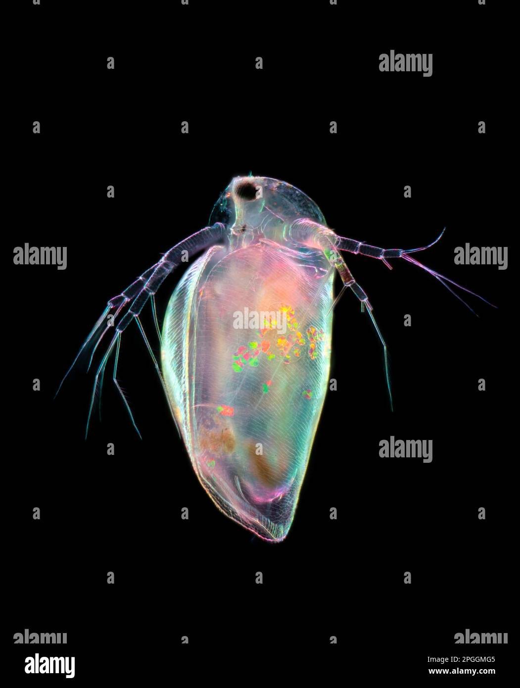 Water flea, light micrograph Stock Photo - Alamy