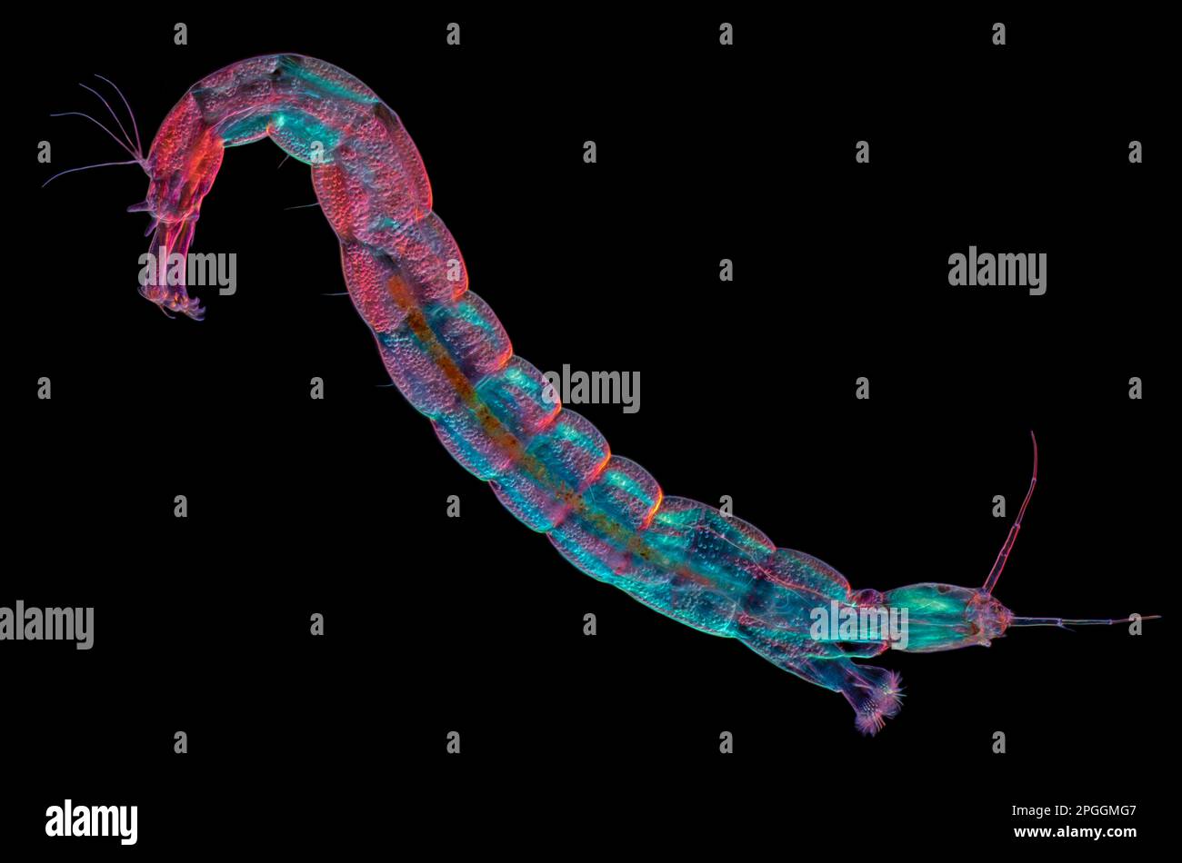 Chironomidae larva, light micrograph Stock Photo - Alamy