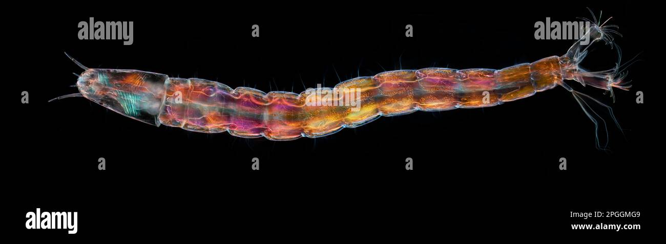 Chironomidae larva, light micrograph Stock Photo - Alamy