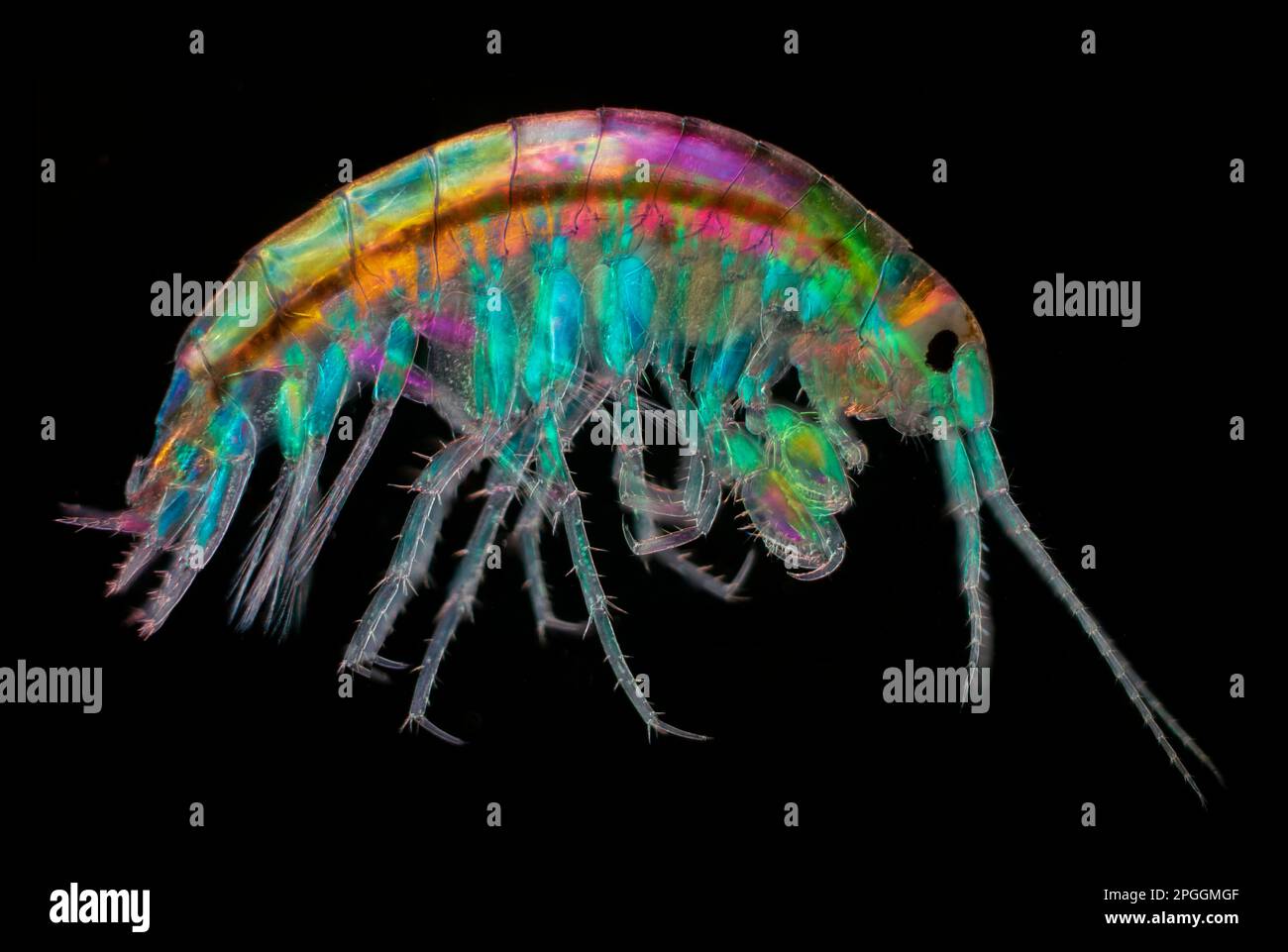 Common freshwater shrimp, light micrograph Stock Photo - Alamy
