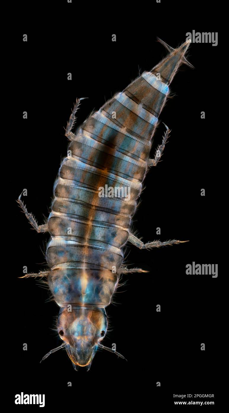 Great diving beetle, light micrograph Stock Photo - Alamy