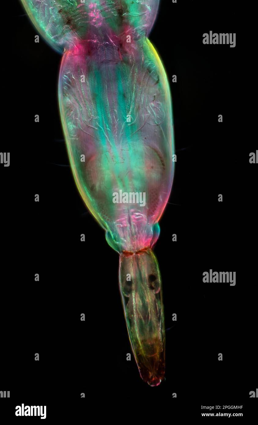 Chironomidae larva, light micrograph Stock Photo - Alamy