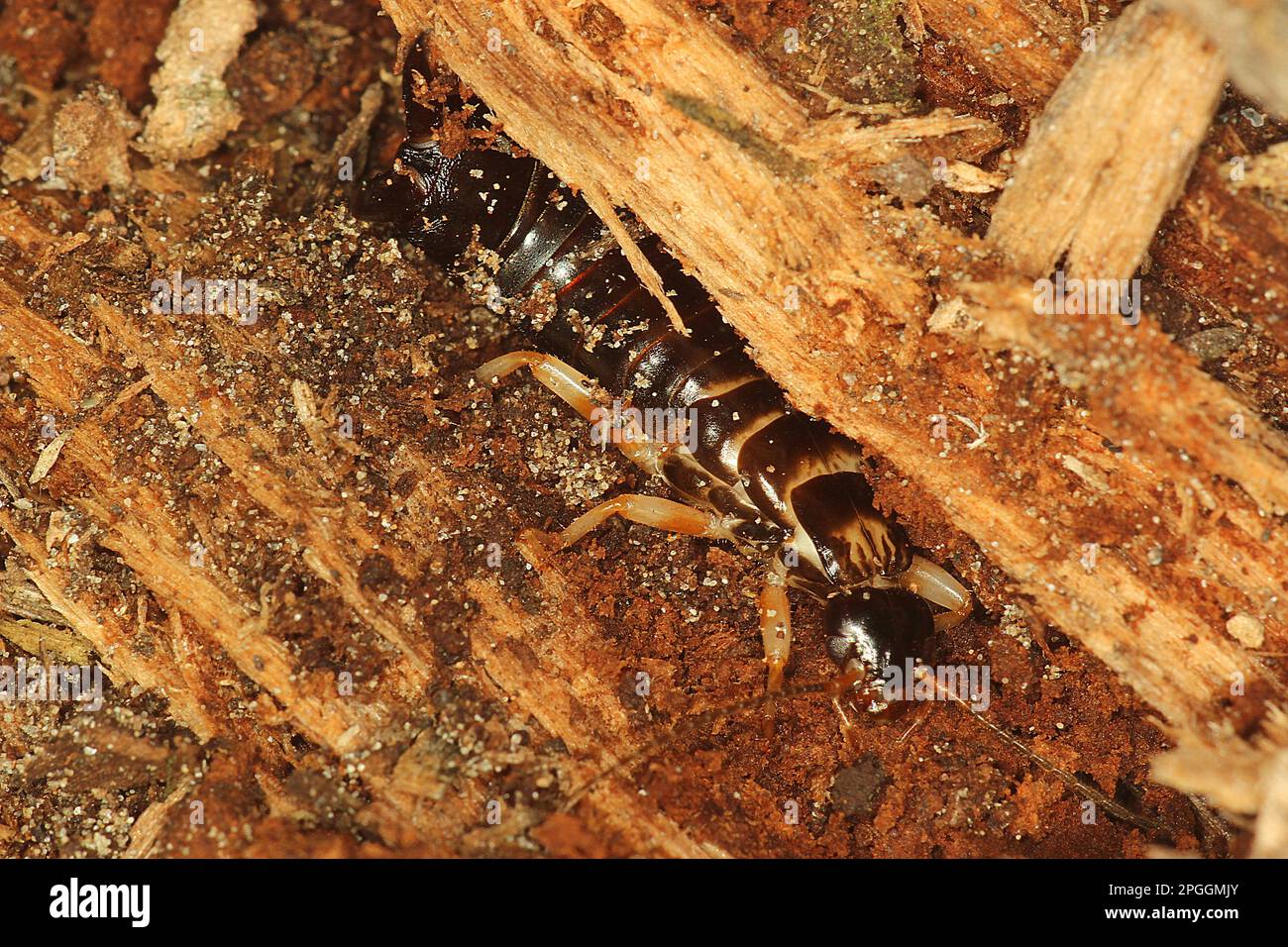 Coastal earwig (Anisolabis littorea) defensive posture Stock Photo - Alamy