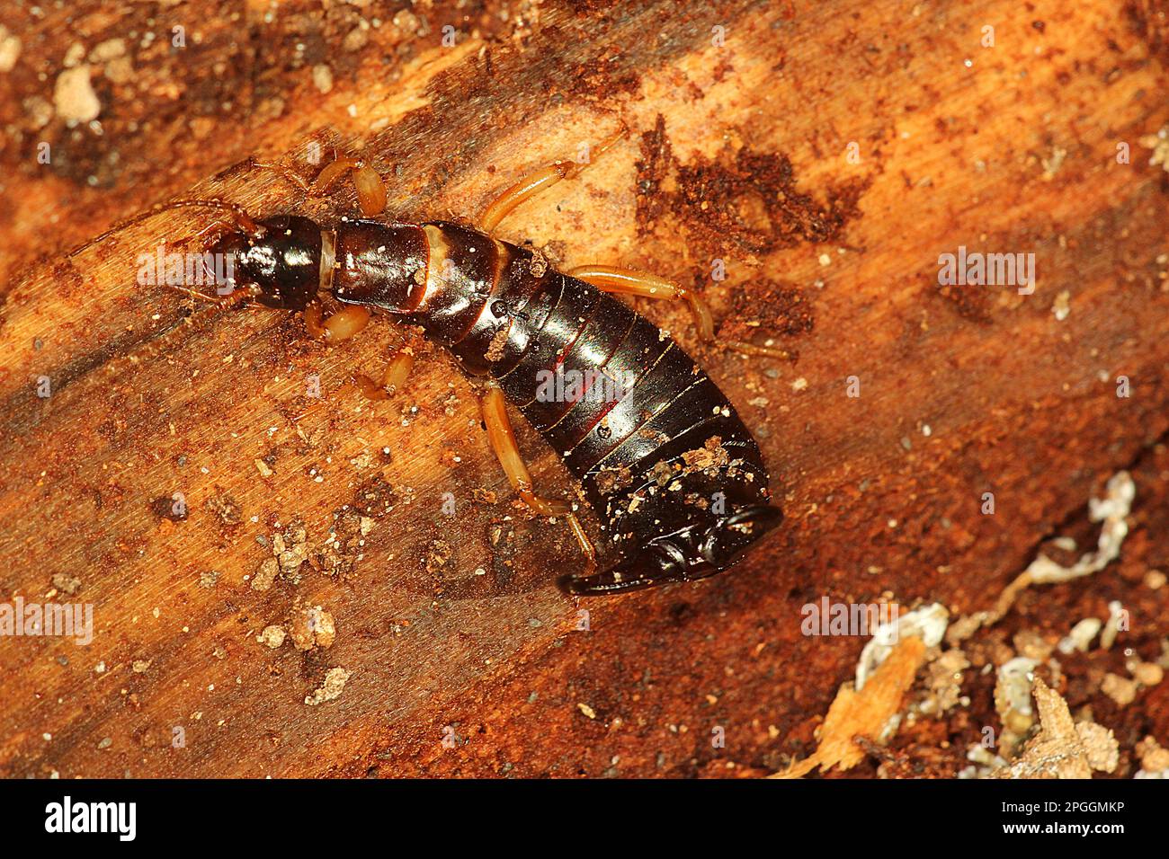 Coastal earwig (Anisolabis littorea) defensive posture Stock Photo - Alamy