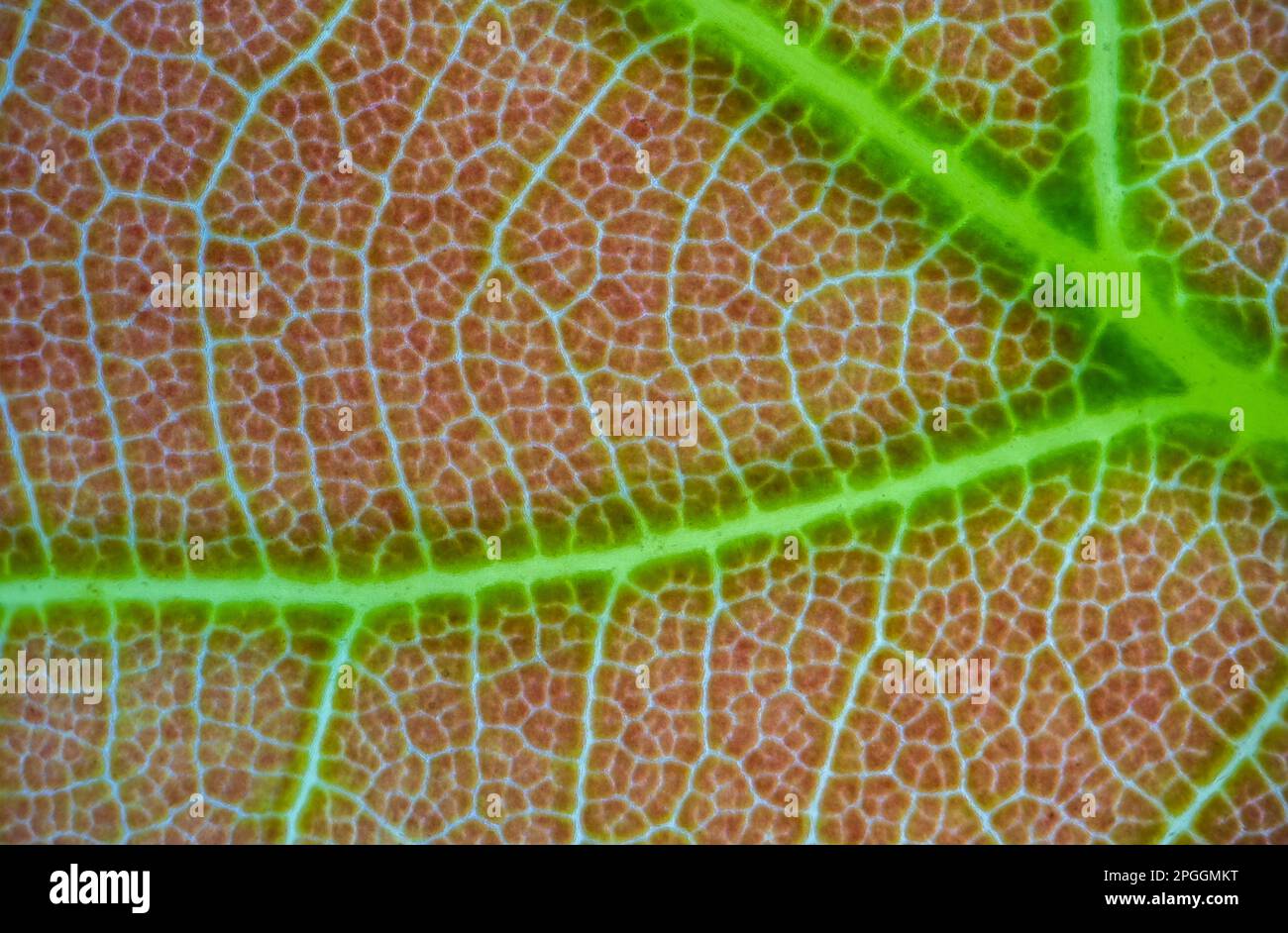 Oak leaf, light micrograph Stock Photo - Alamy