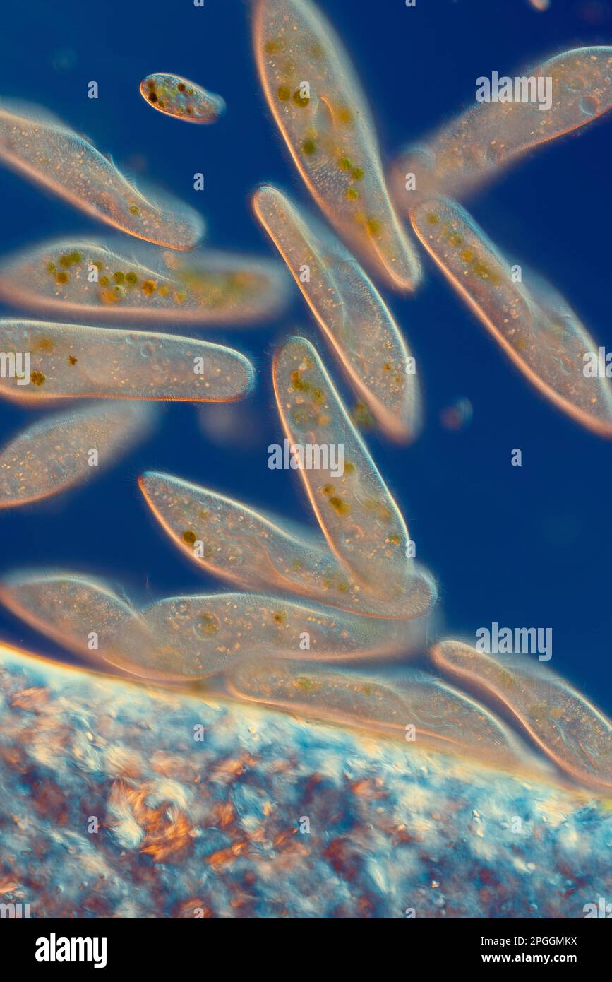 Paramecium ciliate protozoa, light micrograph Stock Photo - Alamy