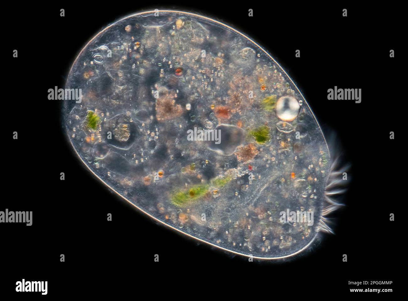 Stentor protozoan, light micrograph Stock Photo - Alamy Stentor protozoan, light micrograph Stock Photo - Alamy