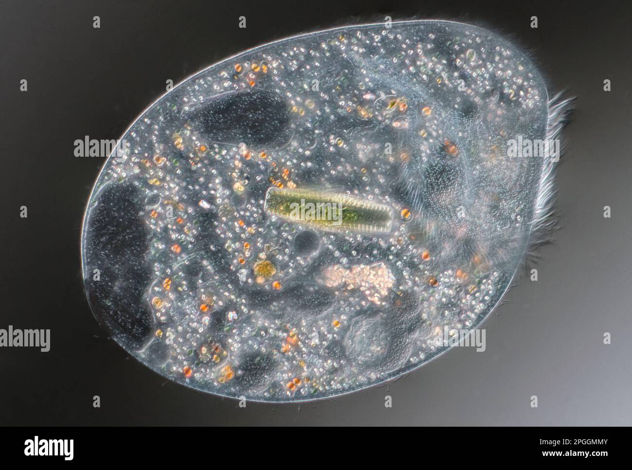Stentor protozoan, light micrograph Stock Photo - Alamy