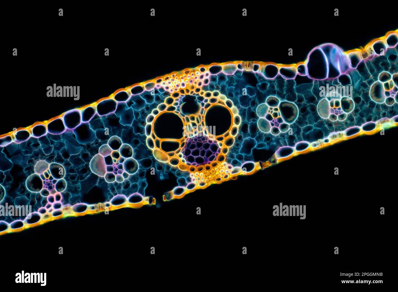 Maize (Zea mays) leaf, light micrograph Stock Photo - Alamy