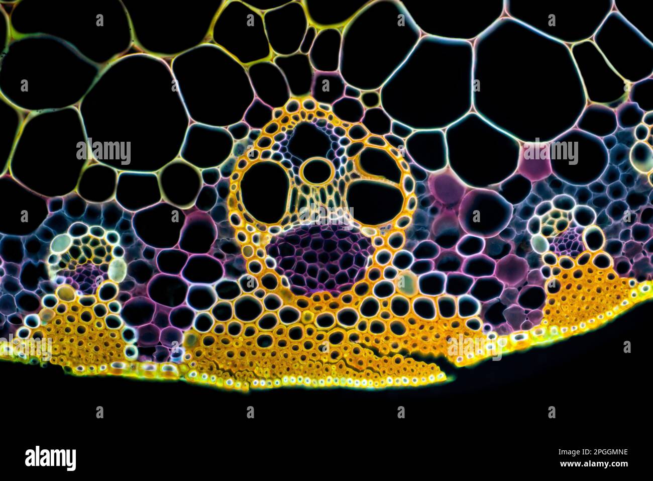 Maize (Zea mays) leaf, light micrograph Stock Photo - Alamy