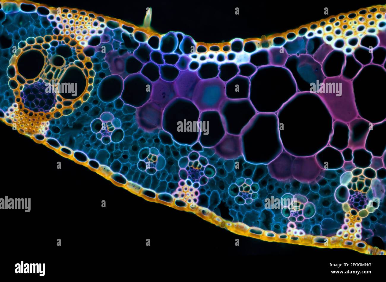 Maize (Zea mays) leaf, light micrograph Stock Photo - Alamy