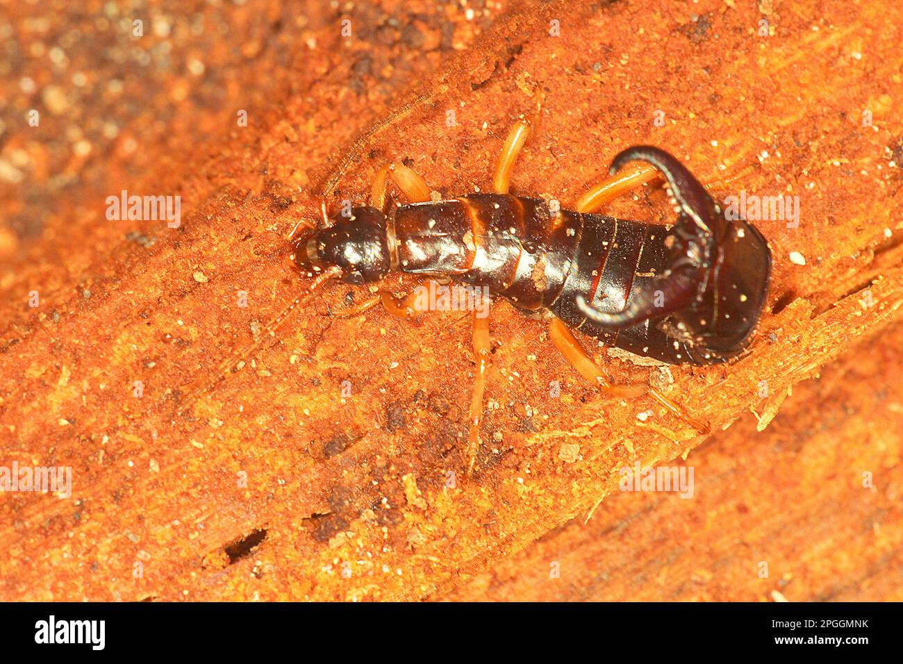 Coastal earwig (Anisolabis littorea) defensive posture Stock Photo - Alamy