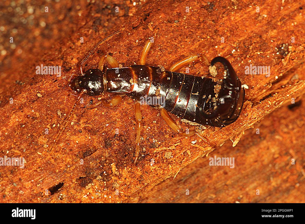 Coastal earwig (Anisolabis littorea) defensive posture Stock Photo - Alamy
