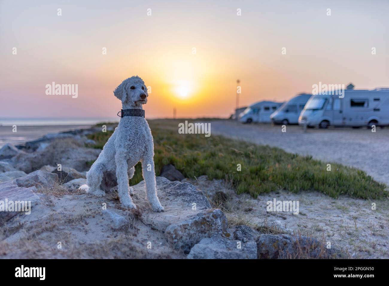 Dog, white king poodle sitting on a rock at sunset on a camper site by ...