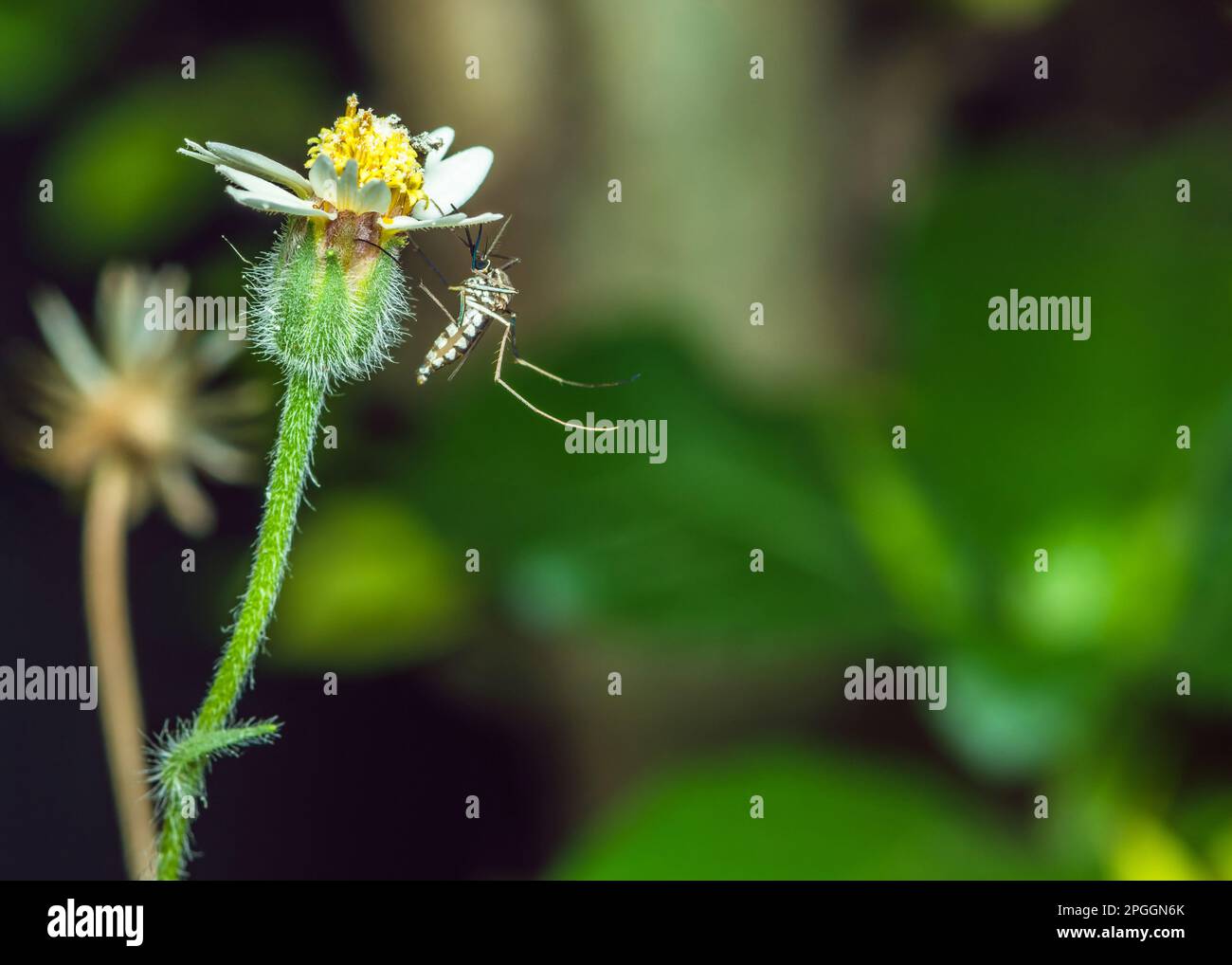 Entomology photos hi-res stock photography and images - Alamy