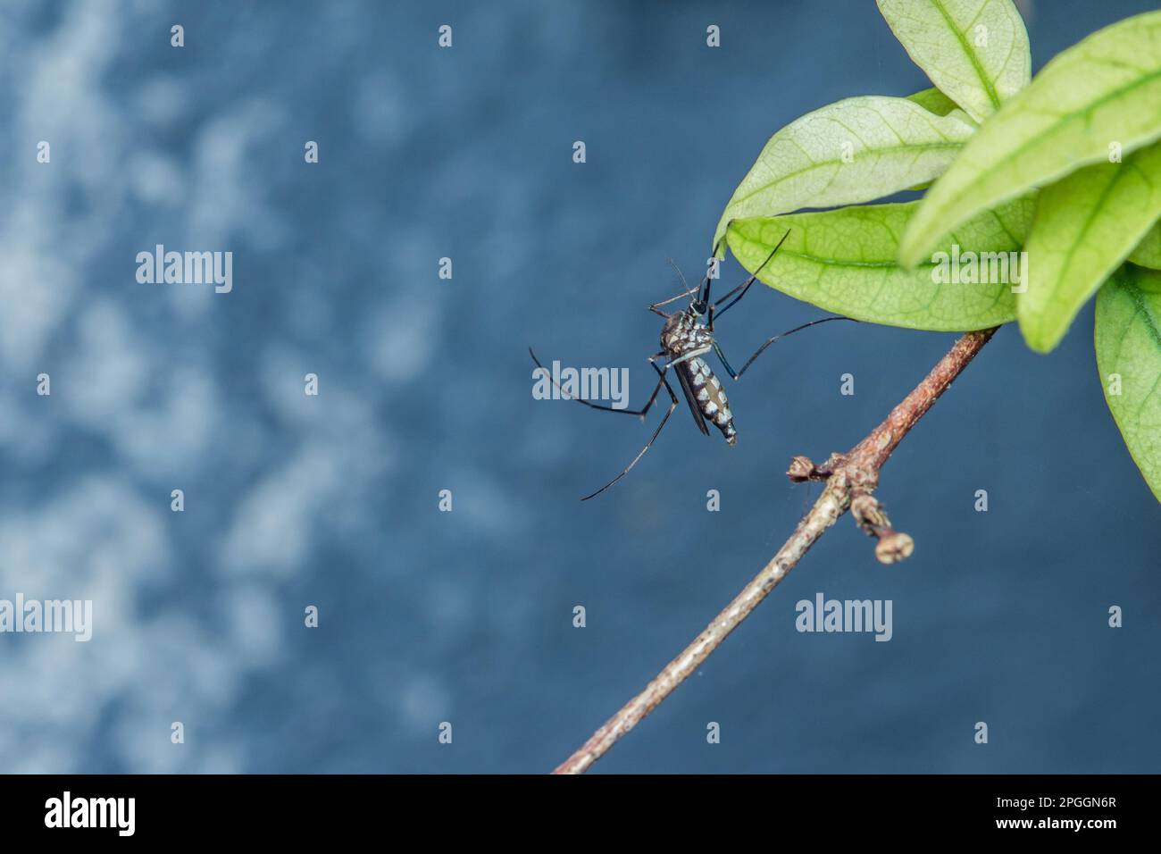 Entomology photos hi-res stock photography and images - Alamy