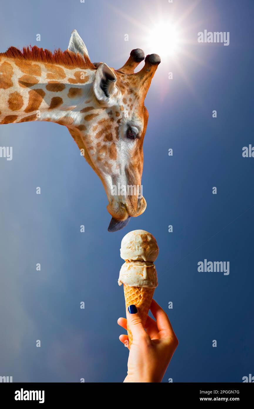 Giraffe licking ice cream, blue sky, sun, funny Stock Photo - Alamy