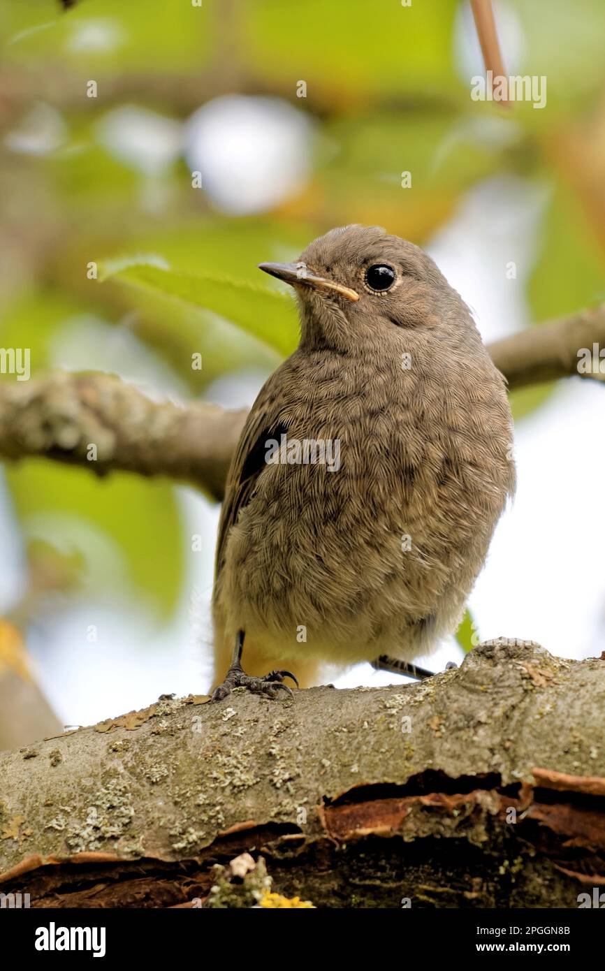 Redstart nest box hi-res stock photography and images - Alamy
