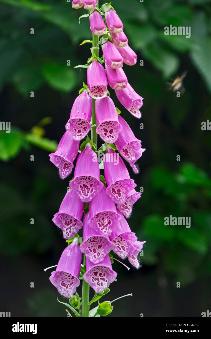 Common foxglove (Digitalis purpurea Stock Photo - Alamy