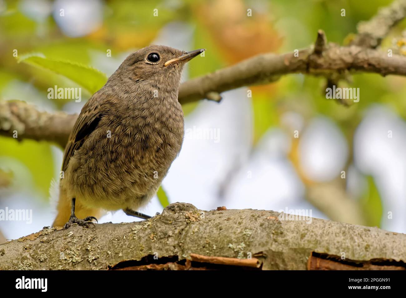Breeding redstart hi-res stock photography and images - Alamy