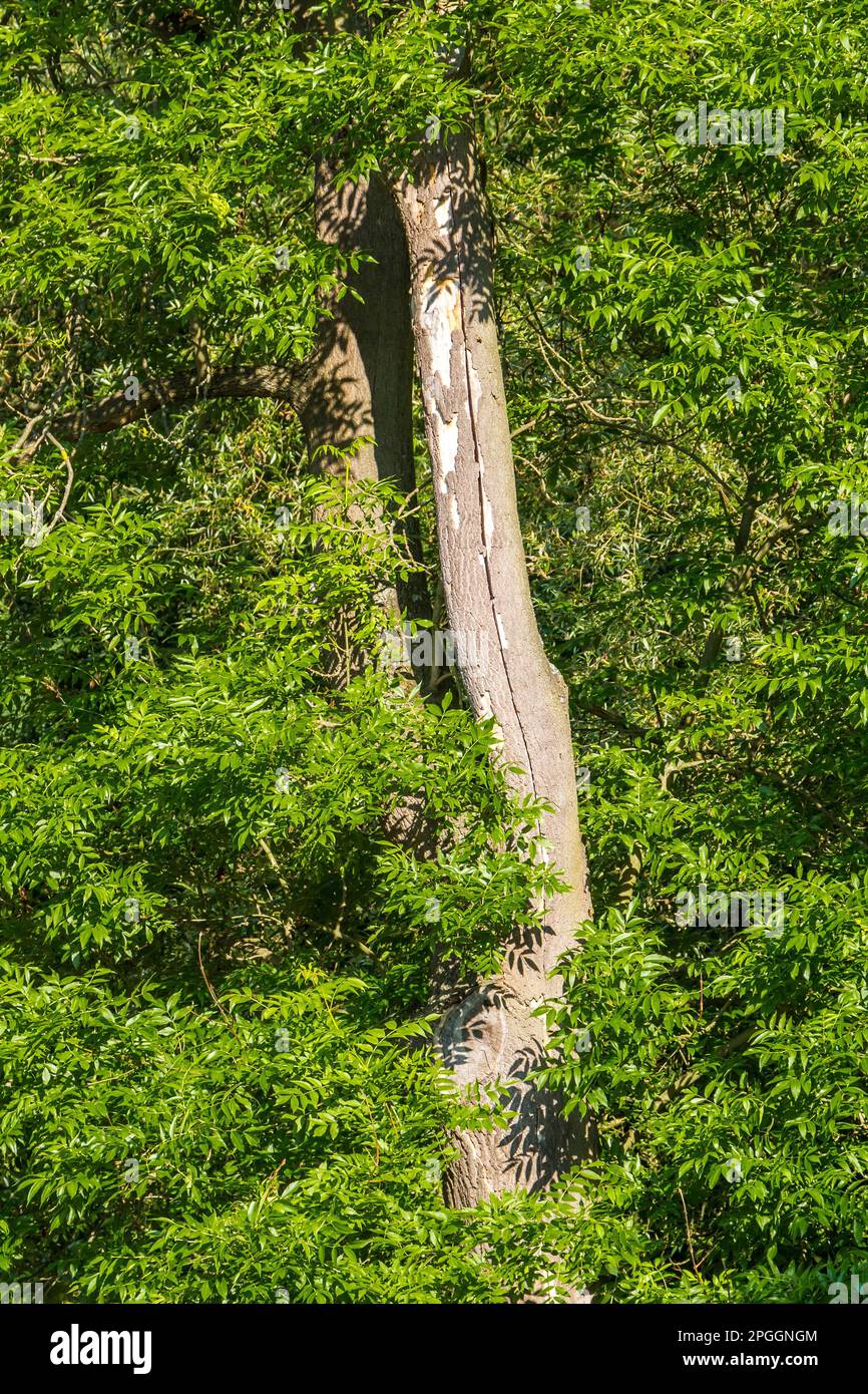 Danger of accident Tree burst trunk Stock Photo - Alamy