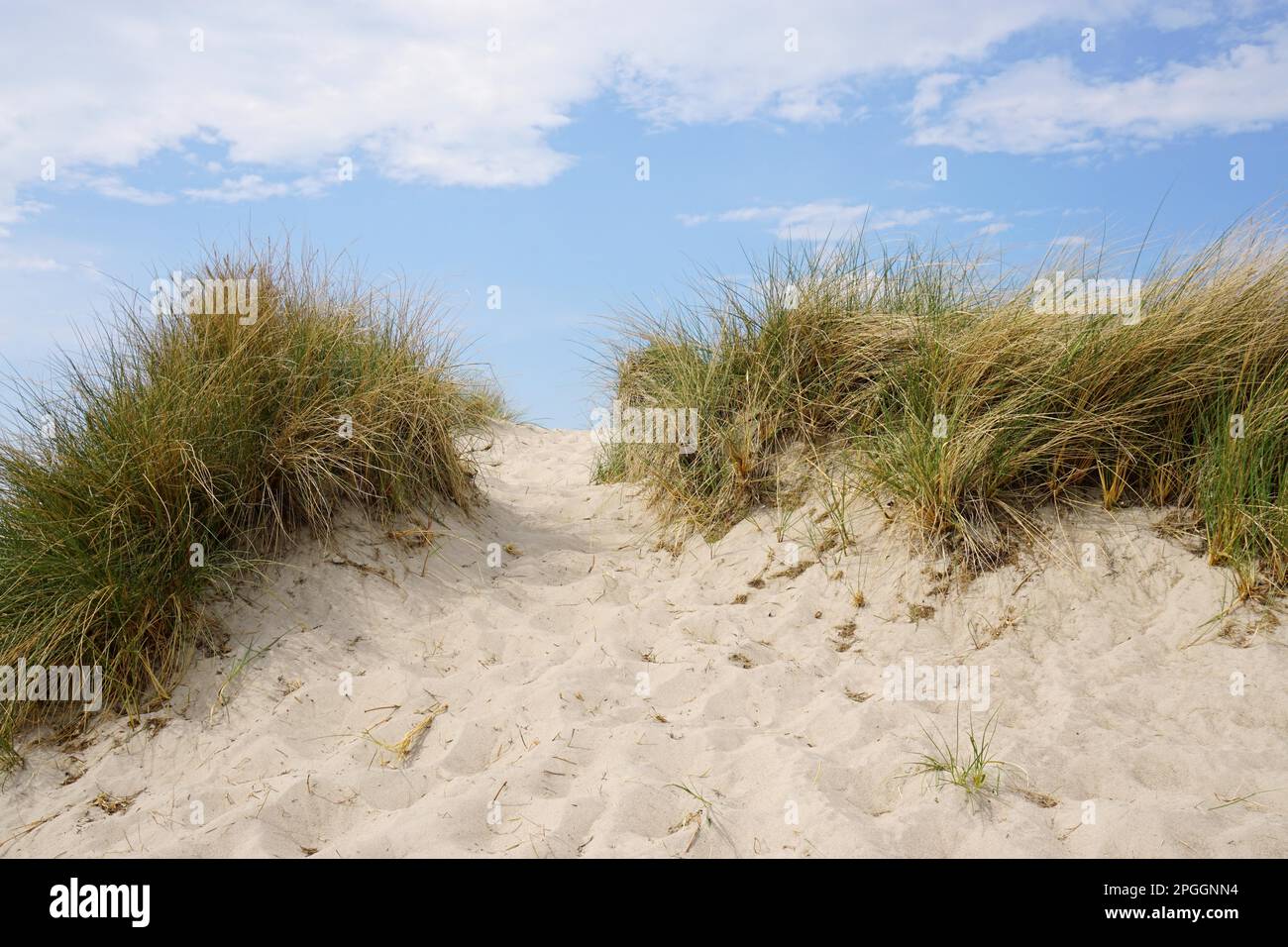 marram grass lined trail leading up sand dune at baltic seaside Stock ...