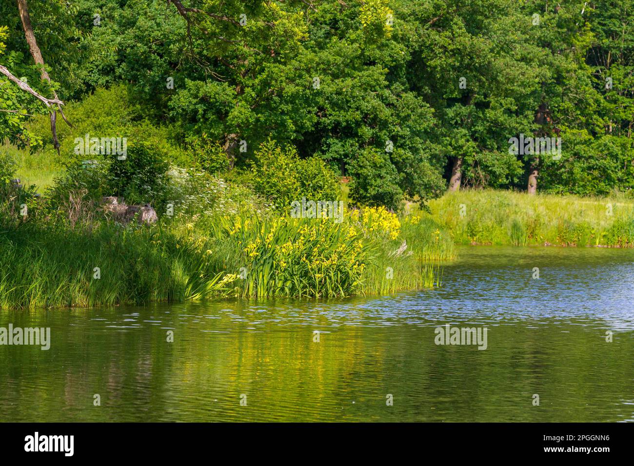 Neudorf lake hi-res stock photography and images - Alamy