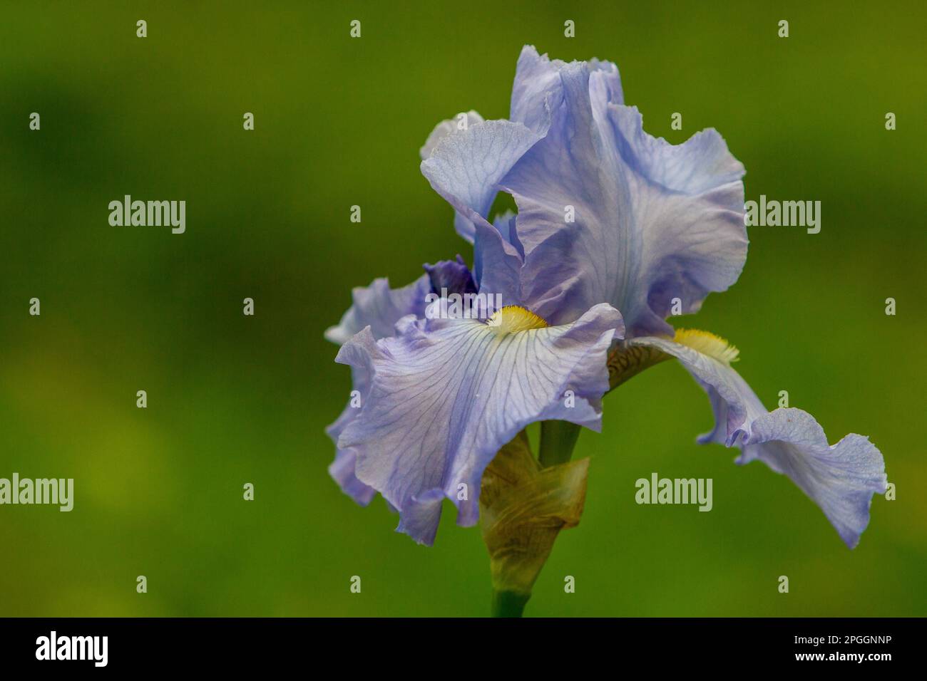 Blue flowering lily Stock Photo - Alamy