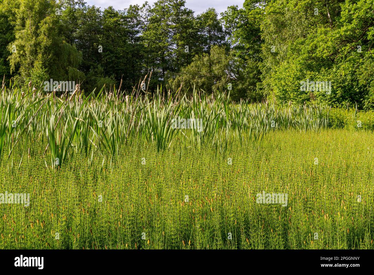 Neudorf lake hi-res stock photography and images - Alamy
