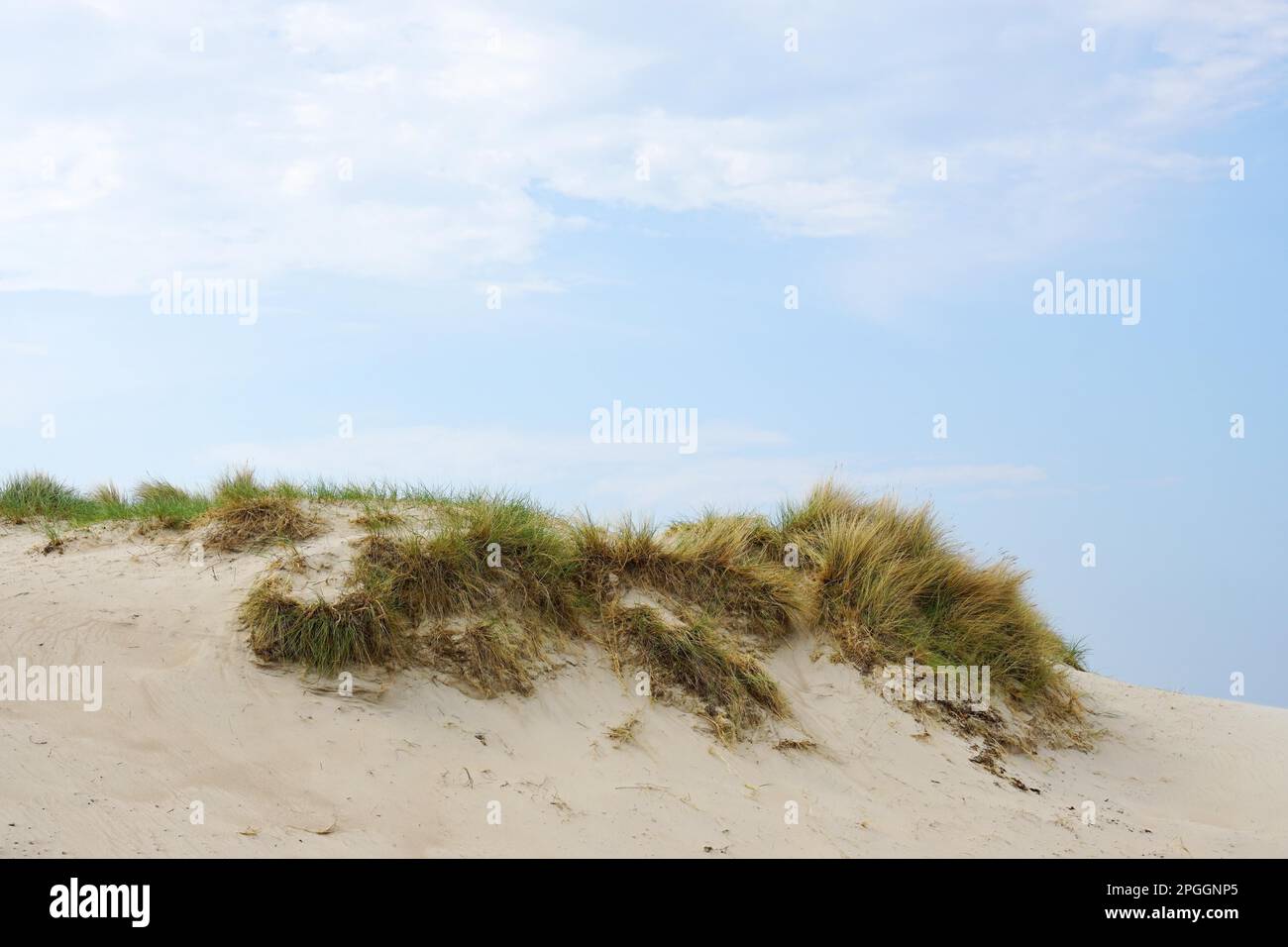 marram grass on sand dune at baltic seaside Stock Photo - Alamy