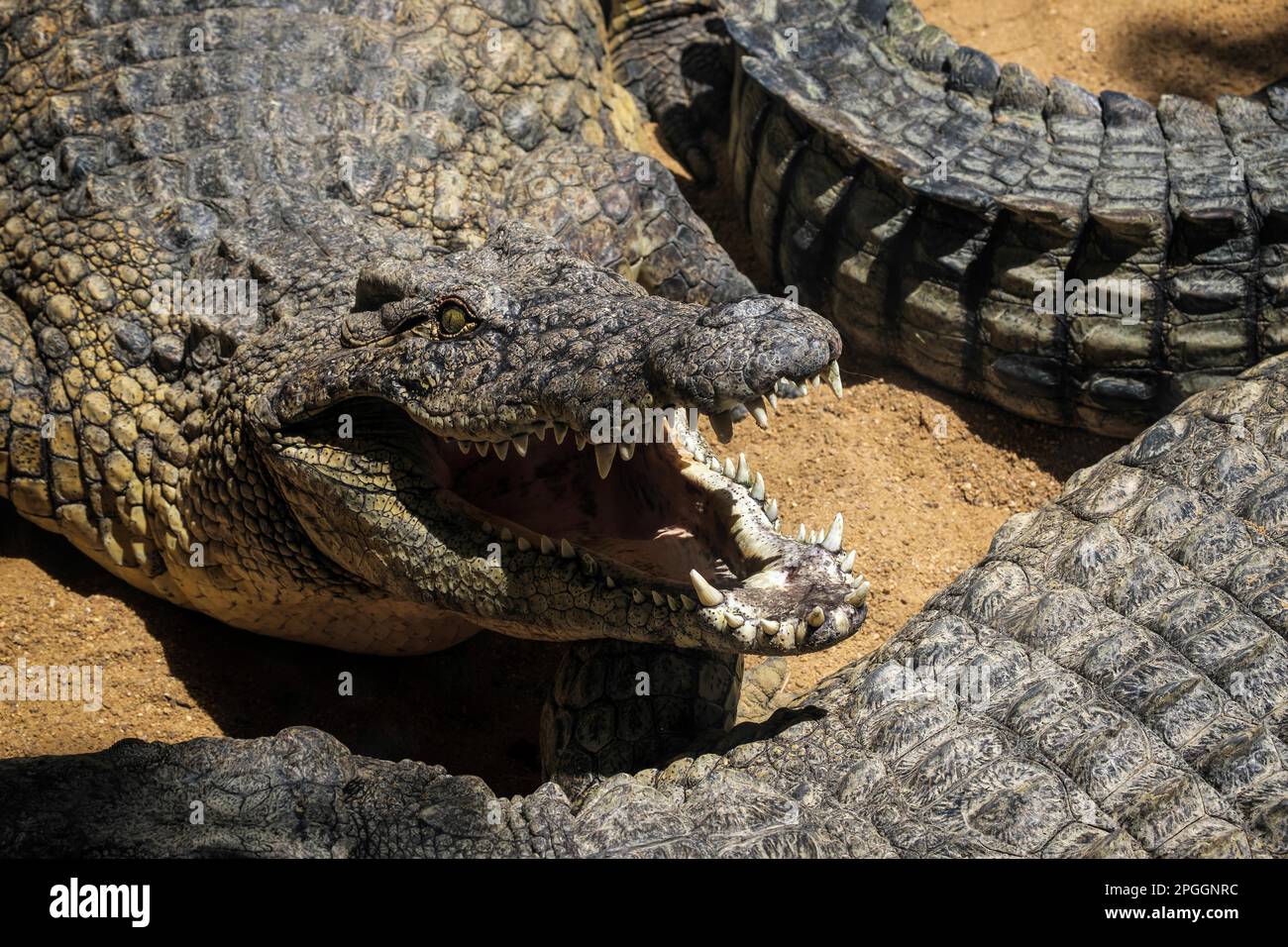 Nile Crocodile (Crocodylus niloticus) at the Bioparc Fuengirola Stock ...