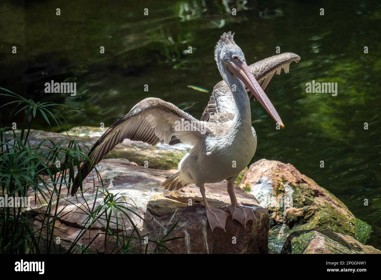 Spot-Billed Pelican (Pelecanus philippensis) at the Bioparc Fuengirola Stock Photo - Alamy