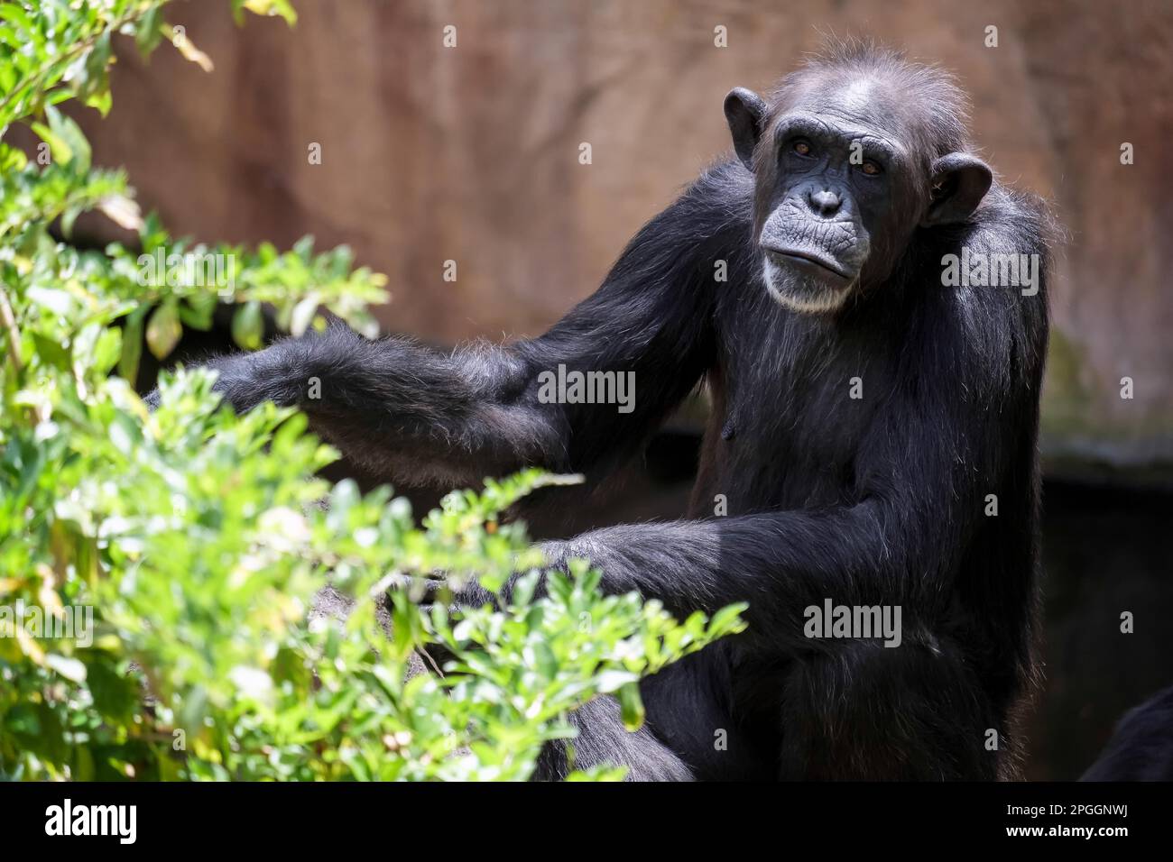 Chimpanzee resting in the Bioparc Fuengirola Stock Photo - Alamy