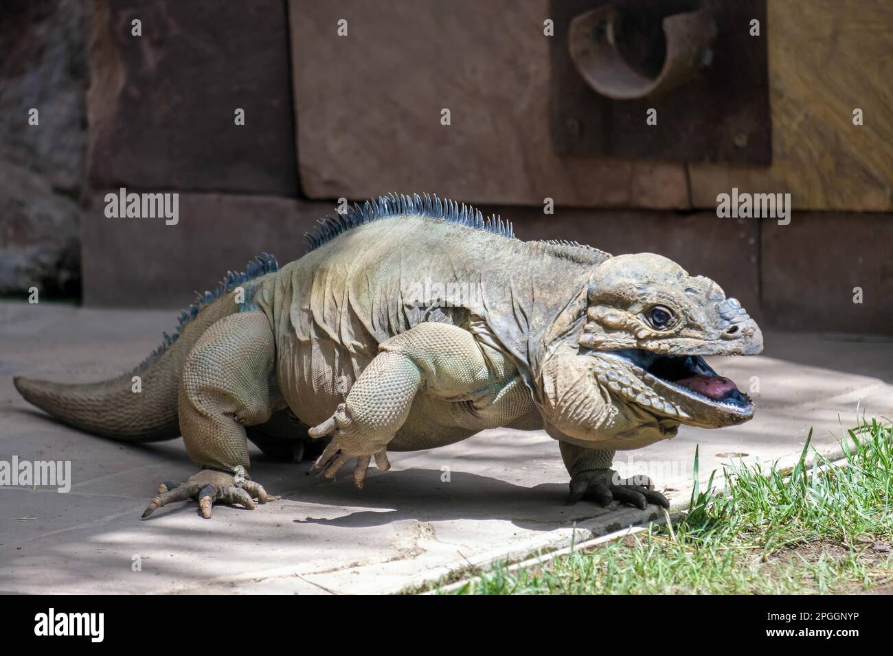 Iguana rhino hi-res stock photography and images - Alamy