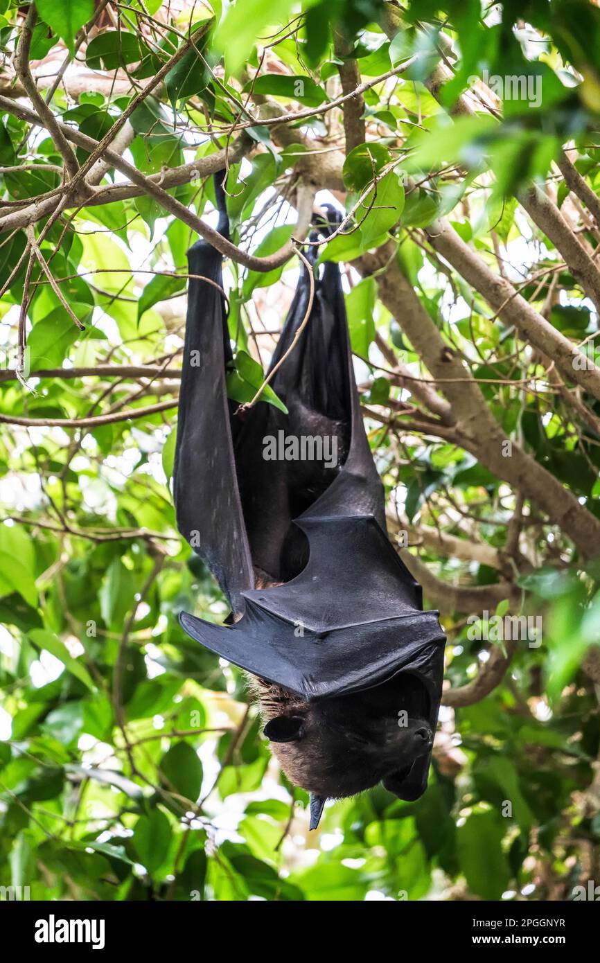 Flying Fox (Pteropus) Bat Asleep at the Bioparc in Fuengirola Stock ...