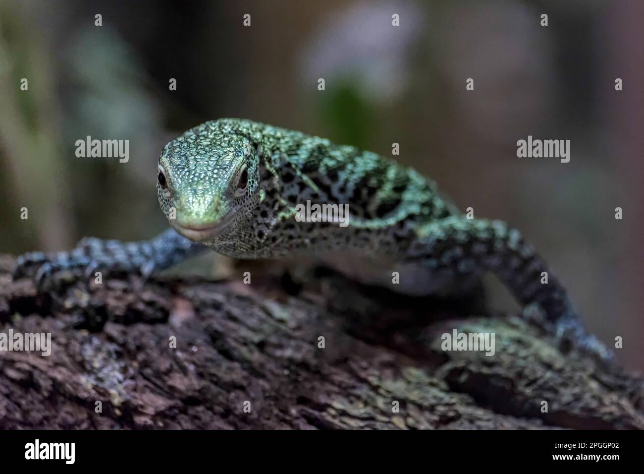 Emerald Tree Monitor (Varanus prasinus) at the Bioparc Fuengirola Stock ...