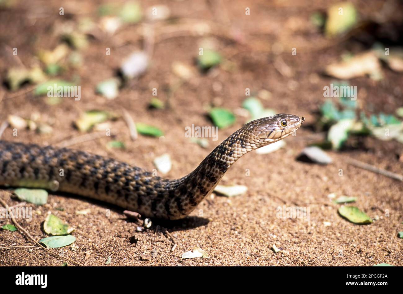 Indian Checkered keelback water snake (Xenochrophis piscator) Tamil ...