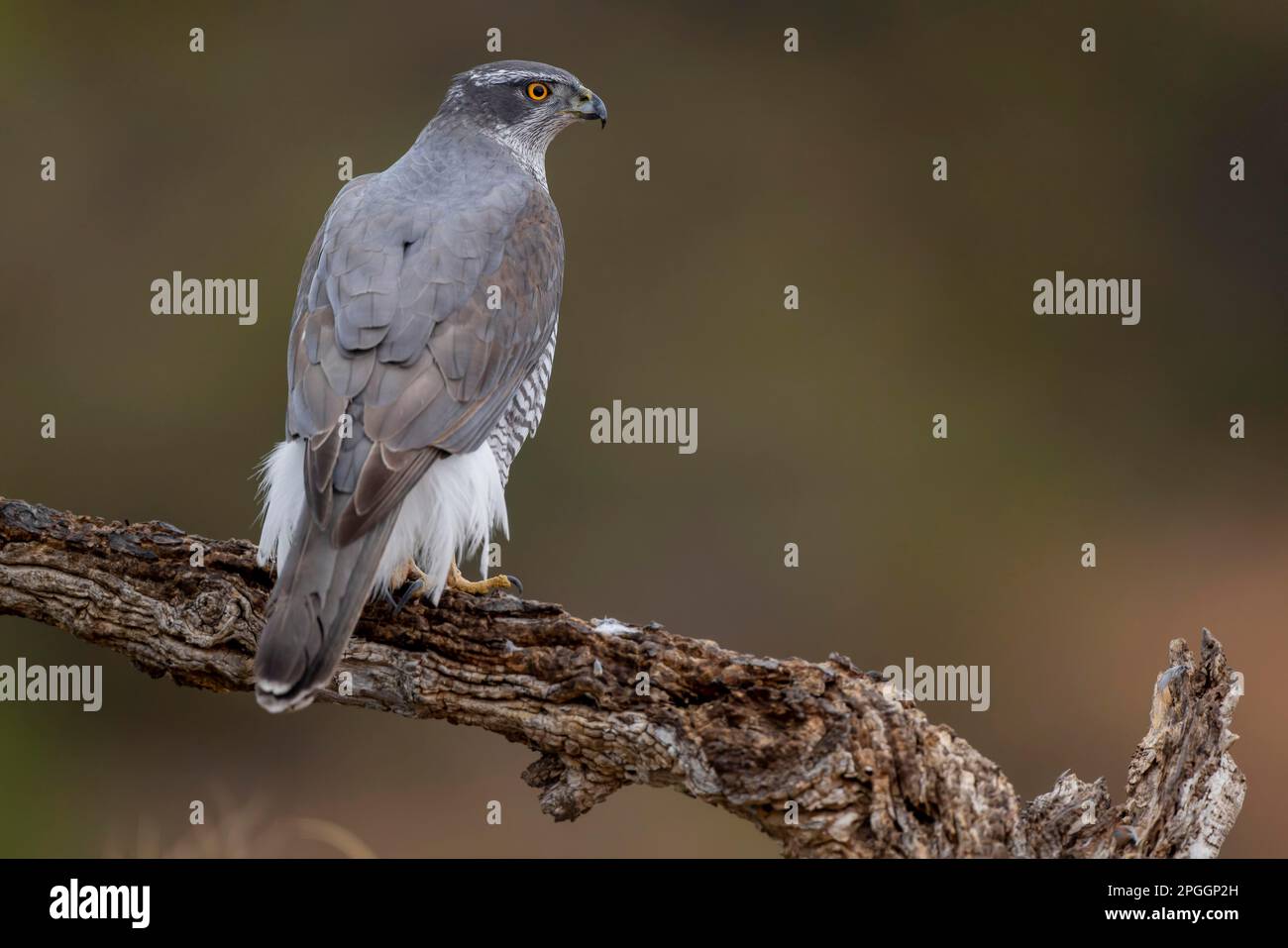 Northern goshawk (Accipiter gentilis), male on branch from behind ...