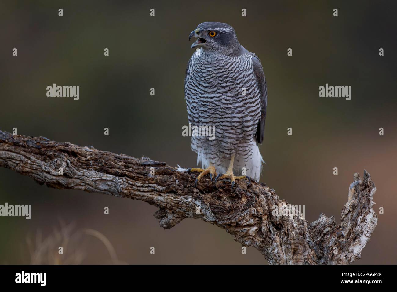 Northern goshawk (Accipiter gentilis), male calling on branch from ...