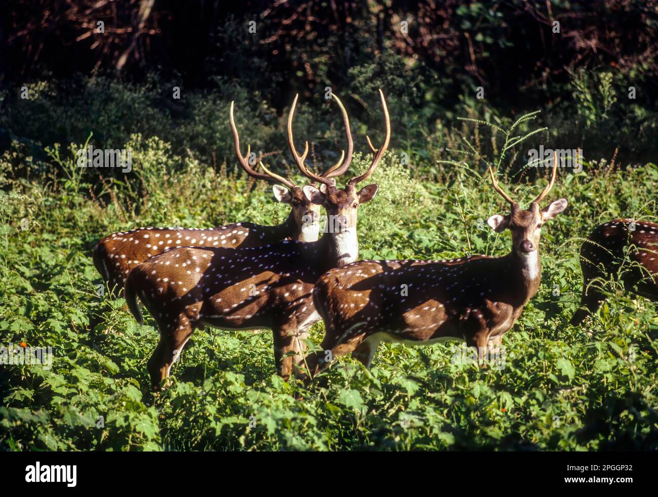 Chitals spotted deer stags in Bandipur Sanctuary, Karnataka, South ...