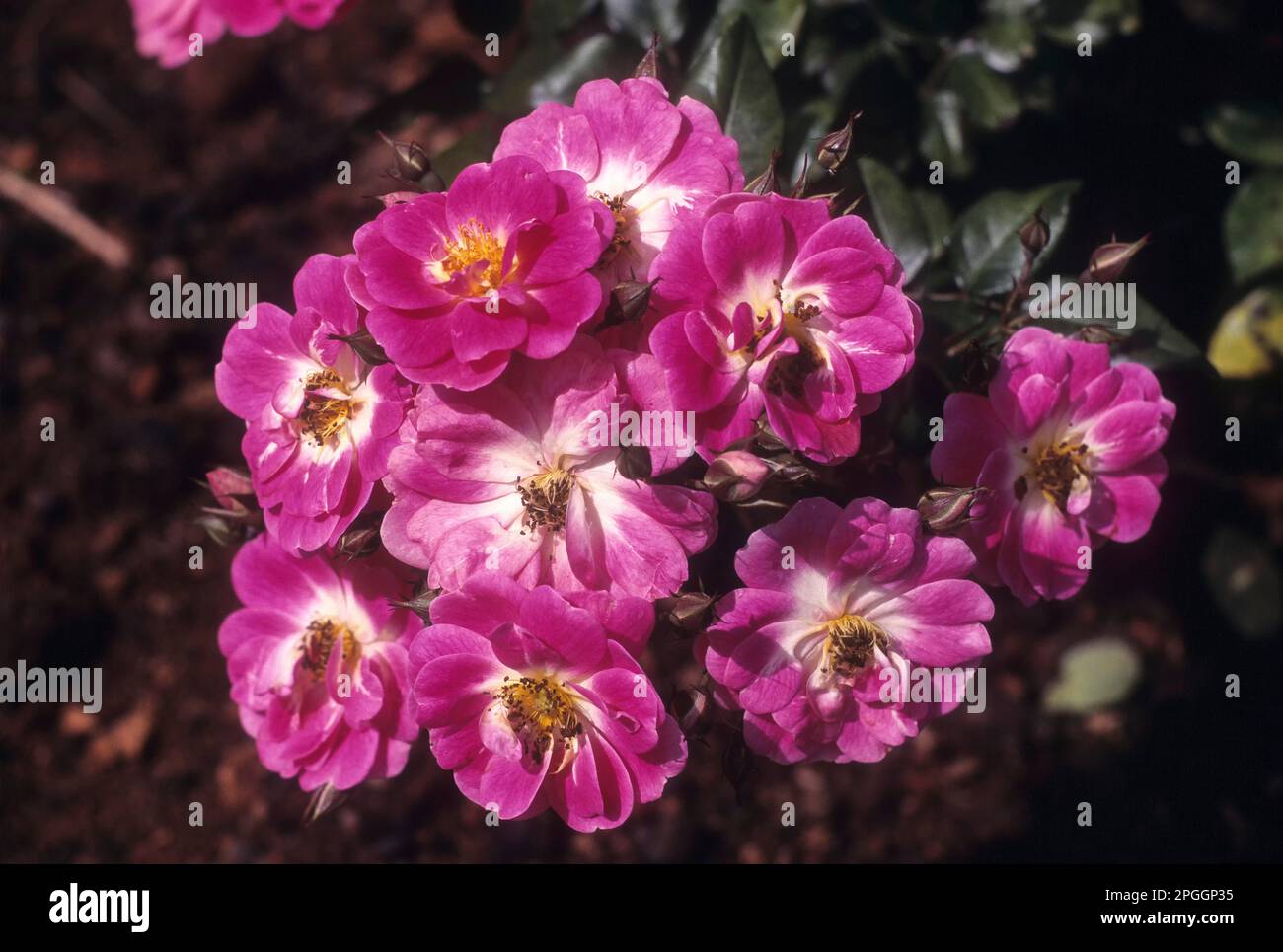 Rose flower, Rose Garden in Vijayanagaram of Ooty, Udhagamandalam ...