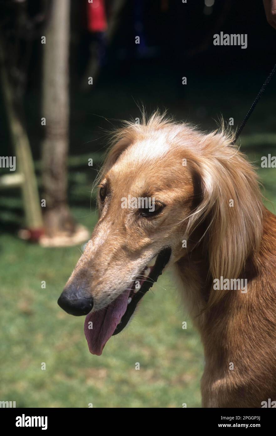 Caravan hound, Mudhol Hound Indian breed of dog, Karnataka, India Stock ...