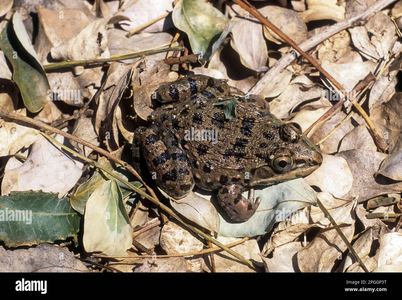 Frog of india hi-res stock photography and images - Alamy