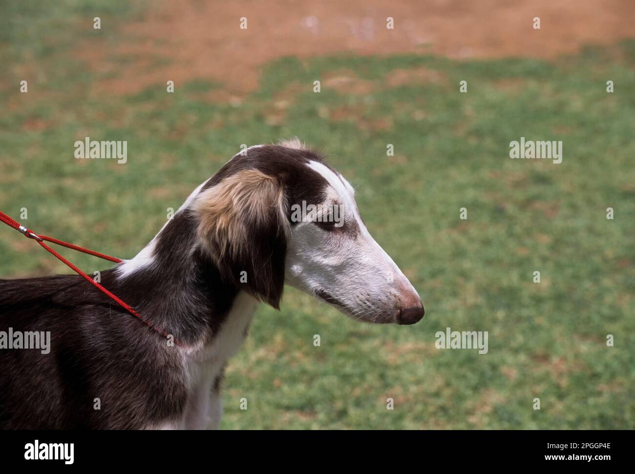Caravan hound, Mudhol Hound Indian breed of dog, Karnataka, India Stock ...