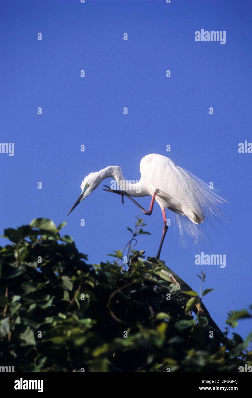 The intermediate egret (Mesophoyx Intermedia) or Median egret with its ...