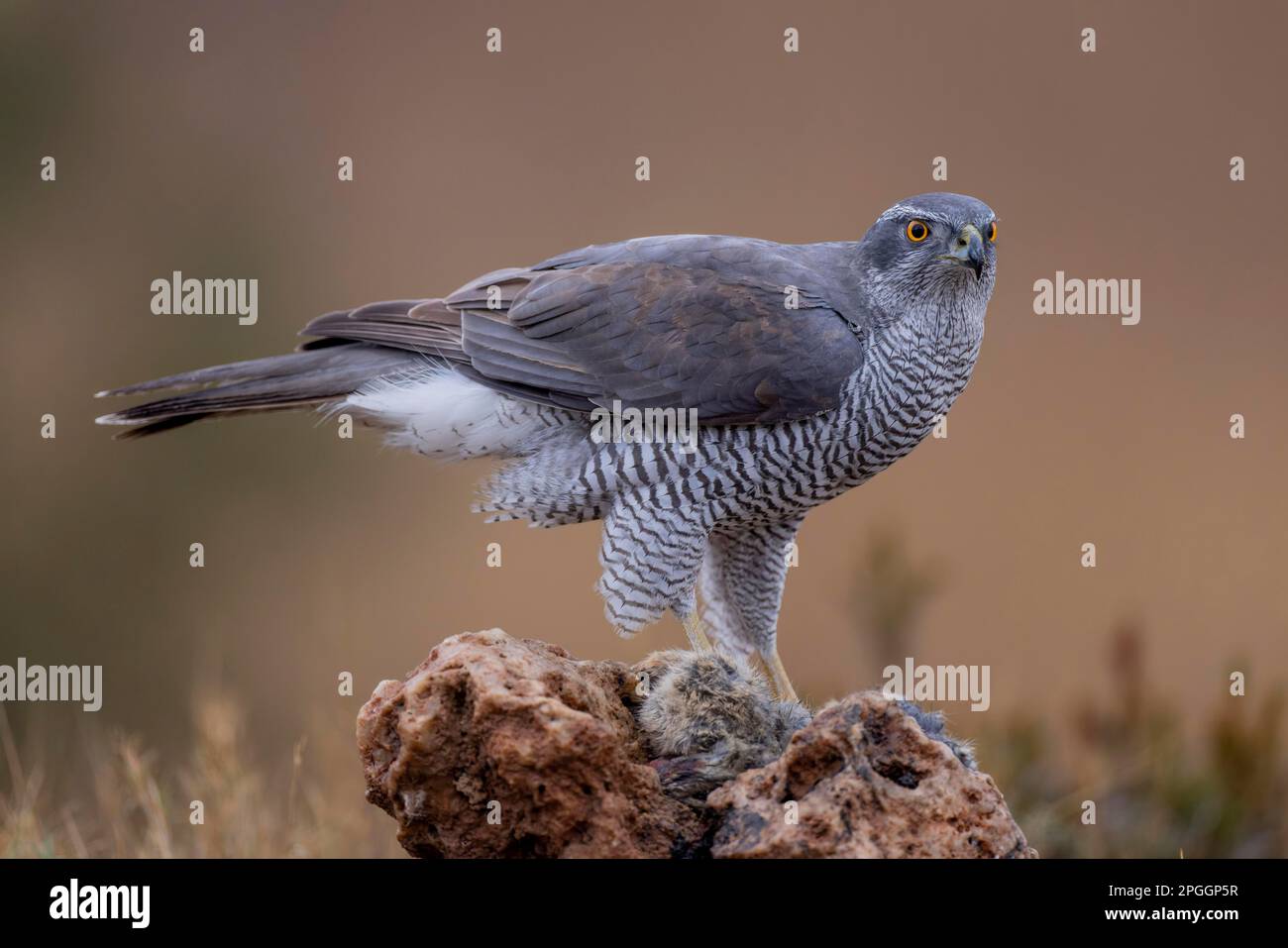 Northern goshawk (Accipiter gentilis), male root with rabbit in front ...