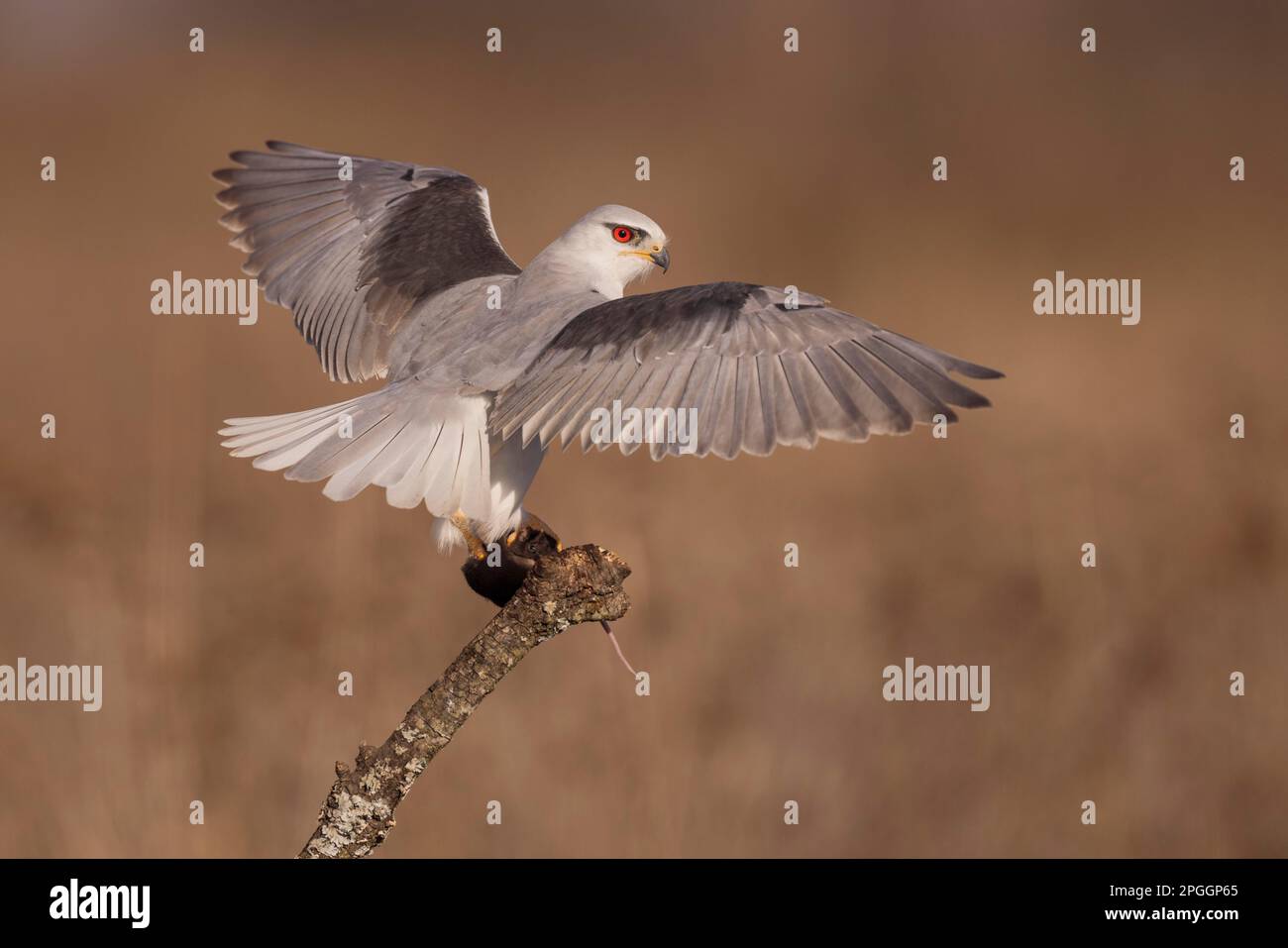 Black-winged kite (Elanus caeruleus) spreads its wings, on branch with ...
