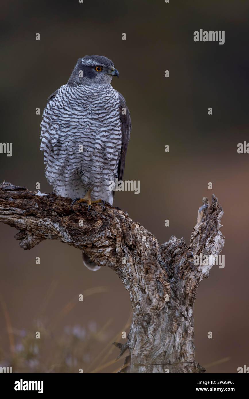 Northern goshawk (Accipiter gentilis), male on branch from front ...