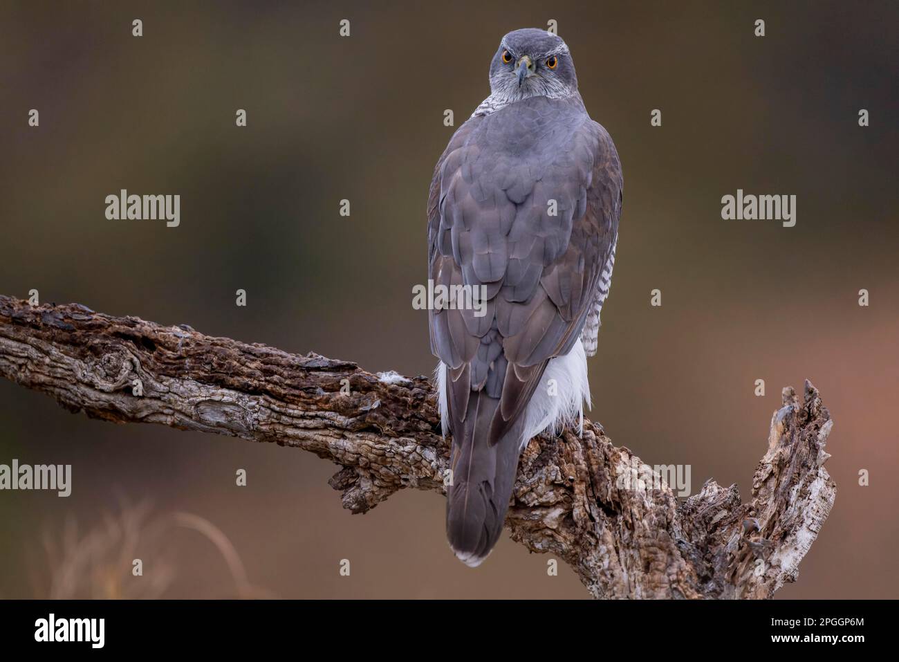 Northern goshawk (Accipiter gentilis), male on branch from behind ...